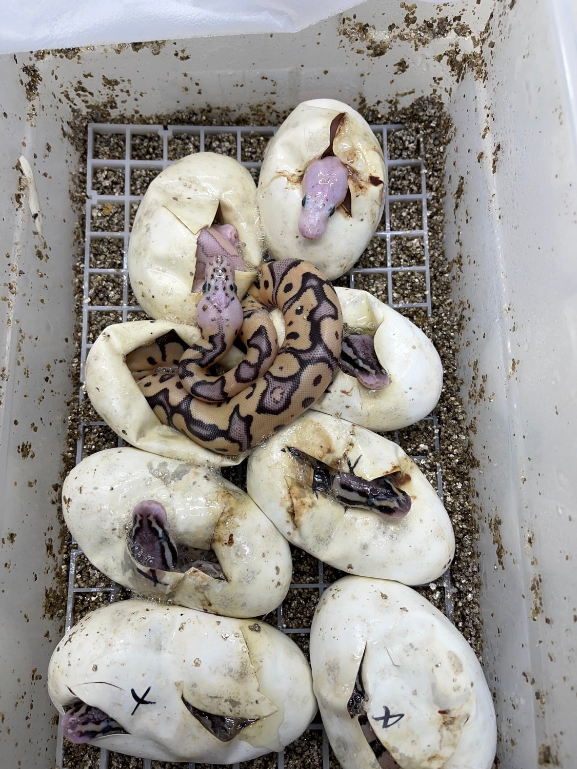 Ball Python Clutch: 23-Clown by Misty’s Majestic Morphs - MorphMarket