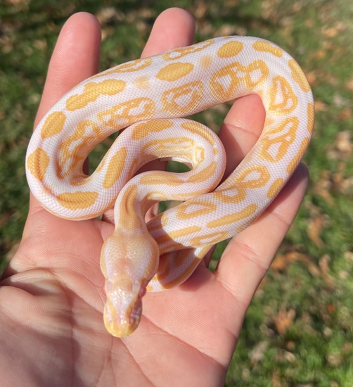 Black Pastel Albino Ball Python by Misty’s Majestic Morphs