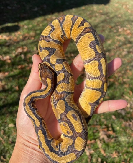 Enchi 66% Het Sunset Ball Python by Misty’s Majestic Morphs