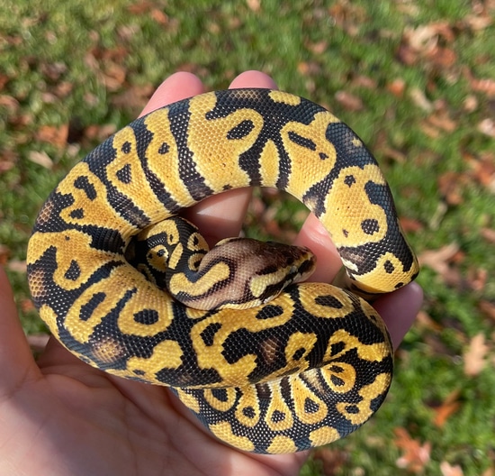 Pastel Het Clown Ball Python by Misty’s Majestic Morphs