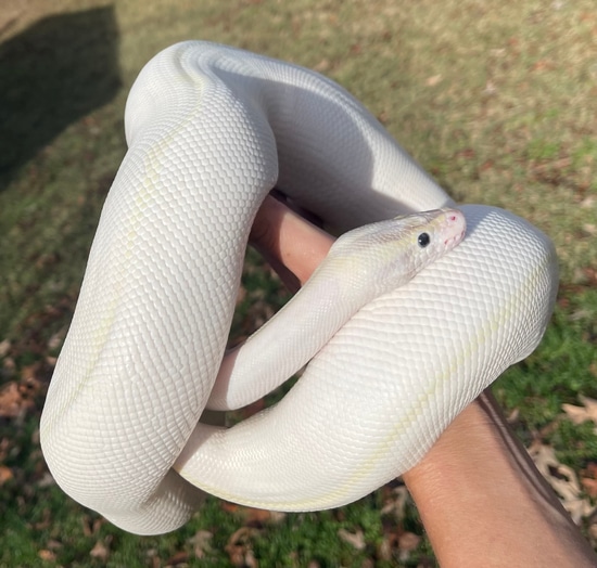 RTB Ivory Super Yellow Belly Ball Python by Misty’s Majestic Morphs