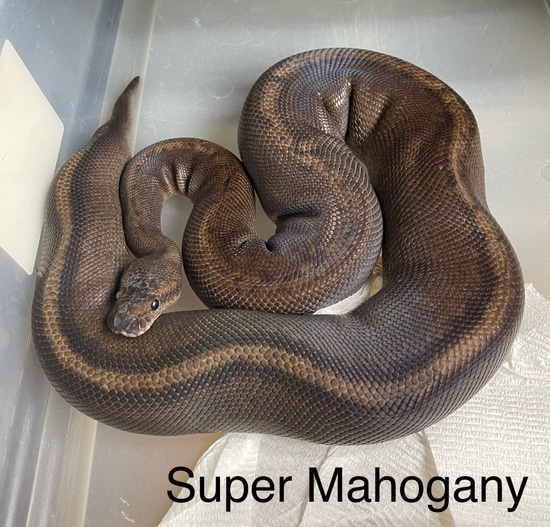RTB SUMA Ball Python by Misty’s Majestic Morphs