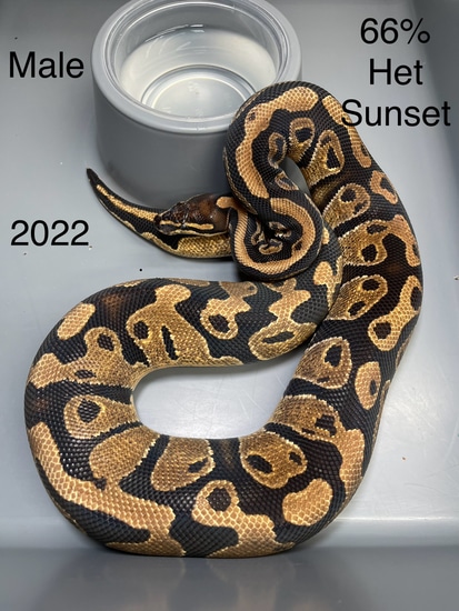66% Het Sunset Ball Python by Misty’s Majestic Morphs