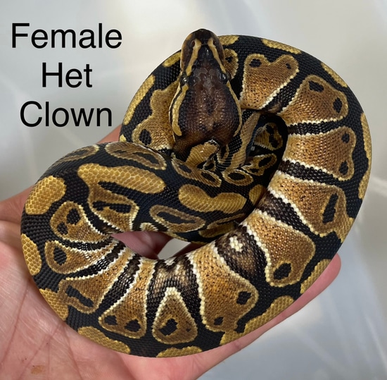 Female Het Clown Ball Python by Misty’s Majestic Morphs