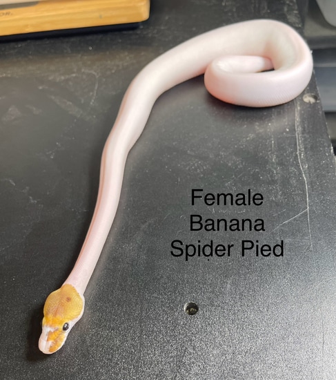 Banana Spider Piebald Ball Python by Misty’s Majestic Morphs
