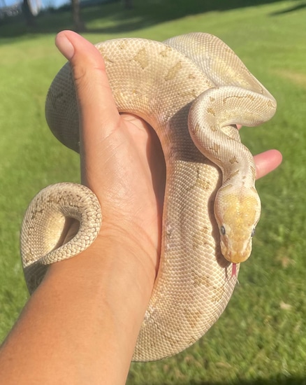 Bamboo Pastel Pinstripe Ball Python by Misty’s Majestic Morphs