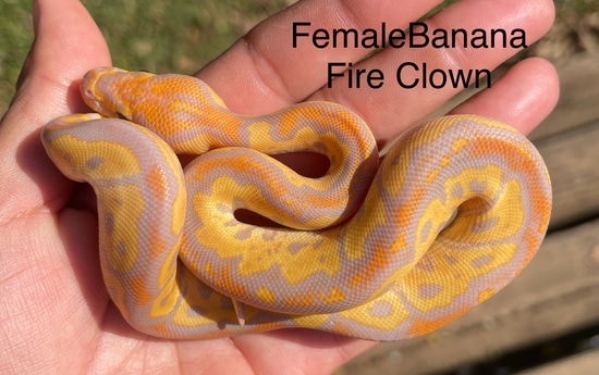 Banana Fire Clown Ball Python by Misty’s Majestic Morphs