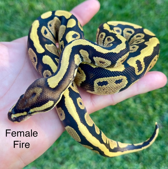 Fire Het Clown Ball Python by Misty’s Majestic Morphs