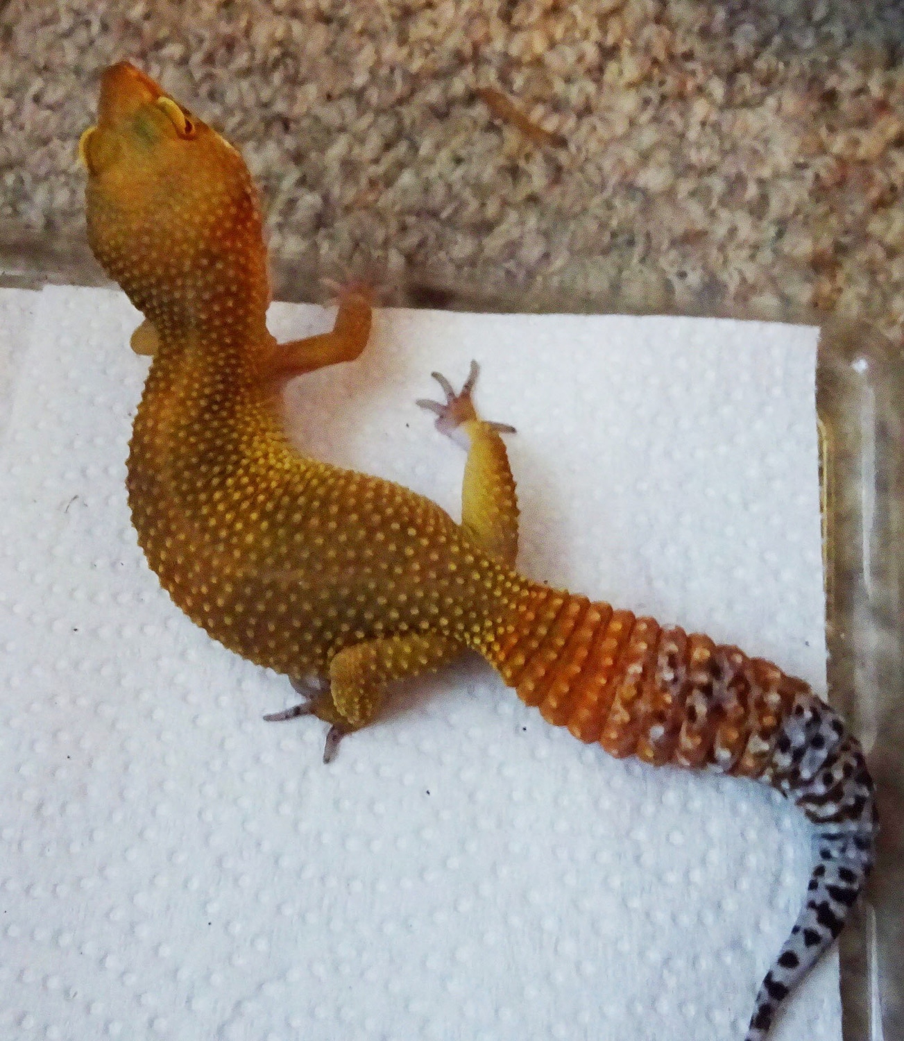 SHTCTB Leopard Gecko by LM Geckos - MorphMarket