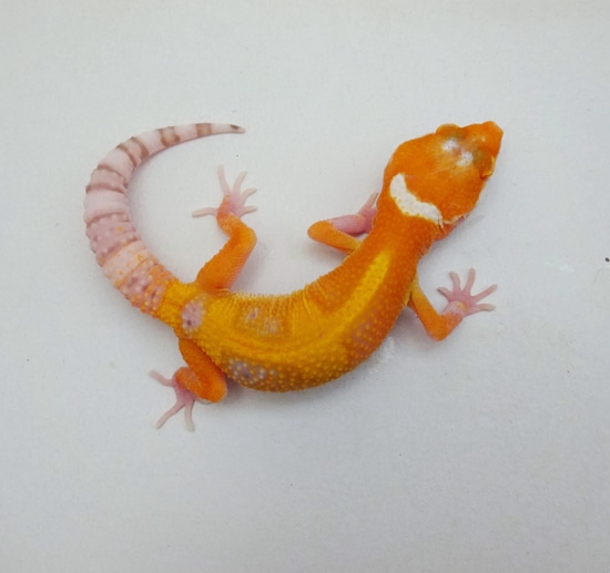 Electric Radar Leopard Gecko by LM Geckos
