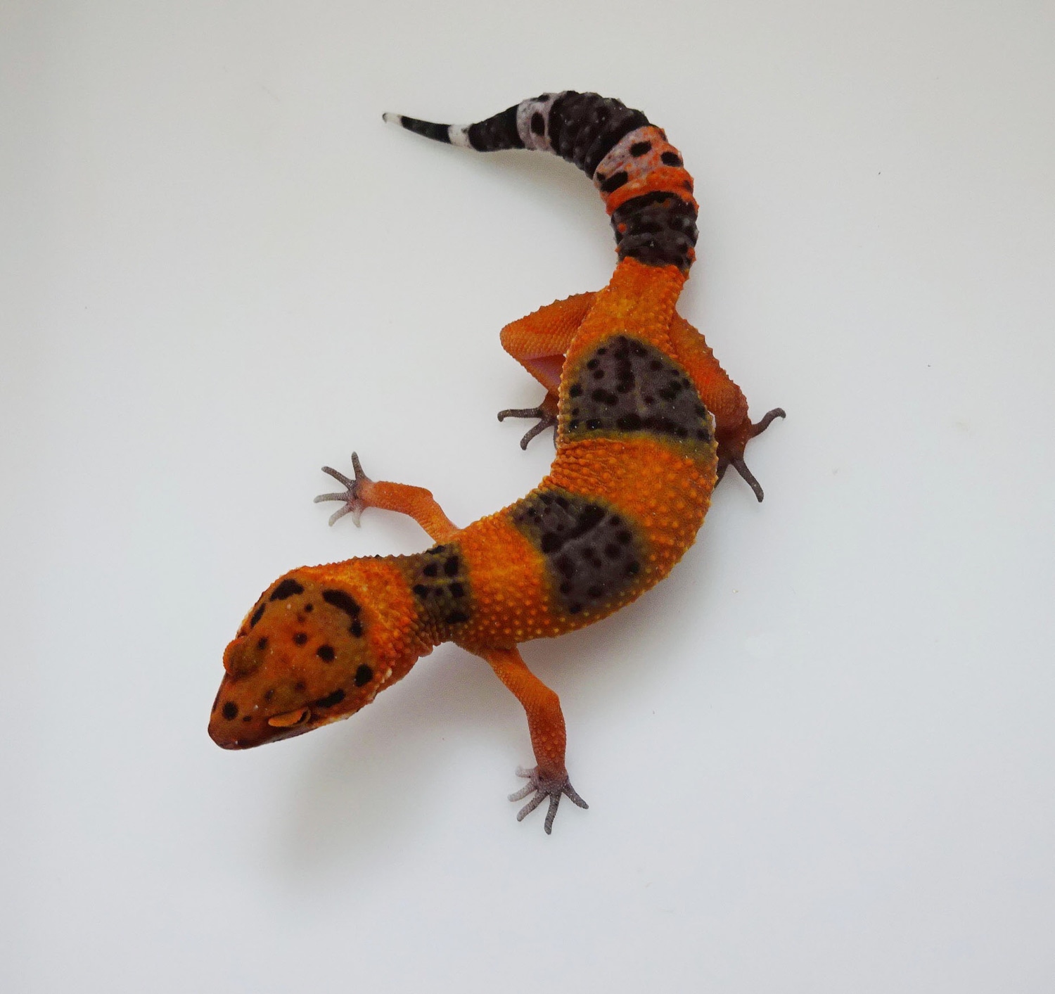 Inferno Tangerine Leopard Gecko by LM Geckos - MorphMarket