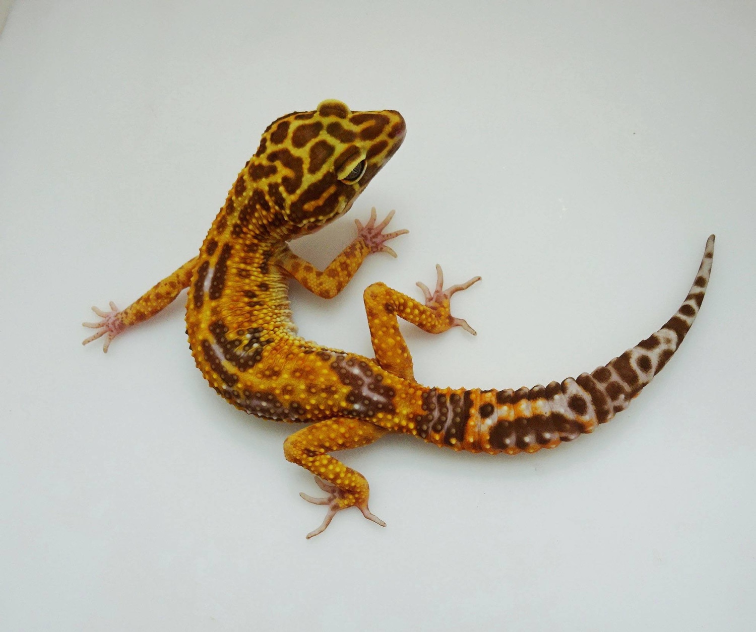 Extreme Emerine Tremper Leopard Gecko by LM Geckos - MorphMarket