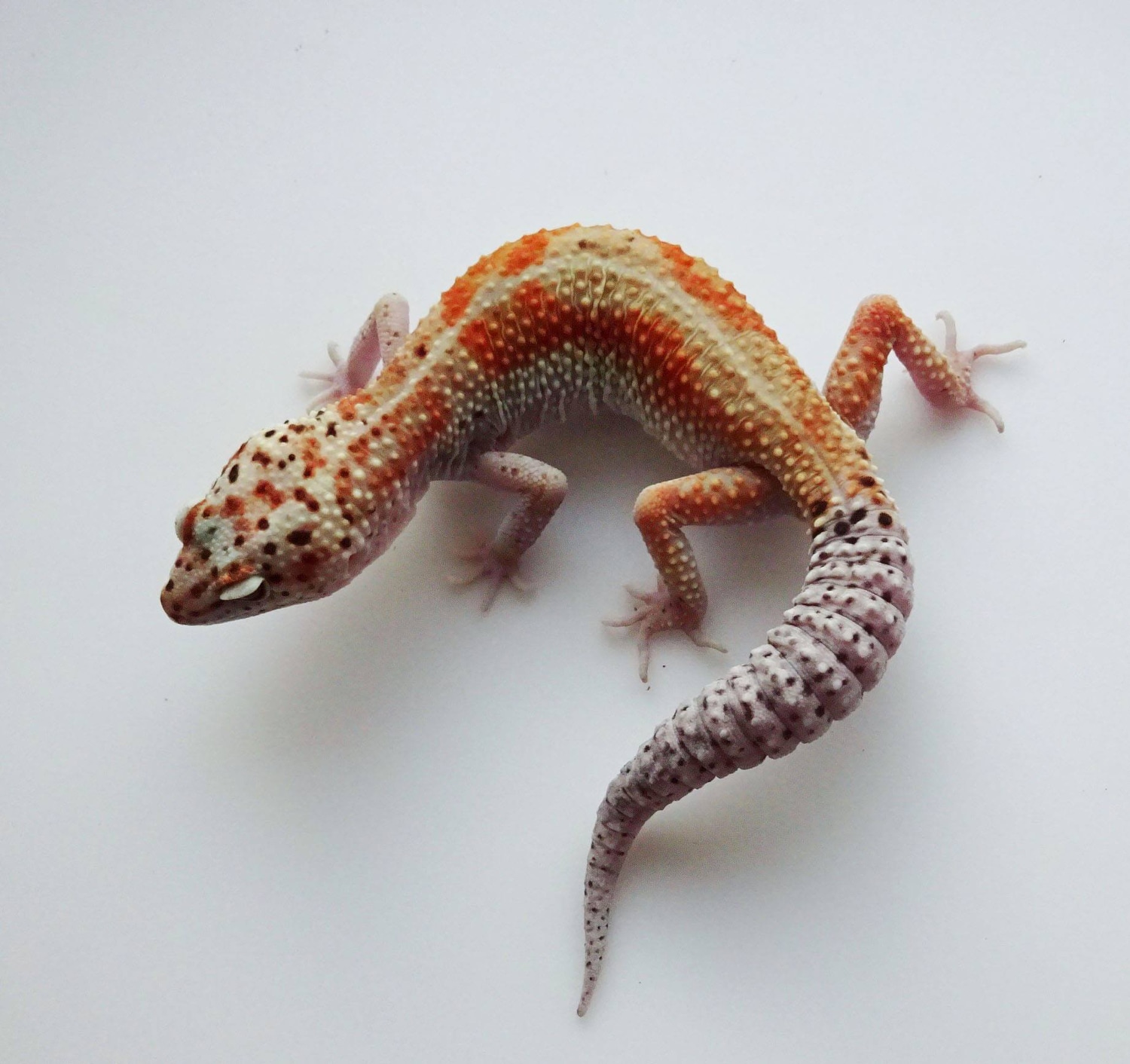 Emerine Enigma Leopard Gecko by LM Geckos - MorphMarket