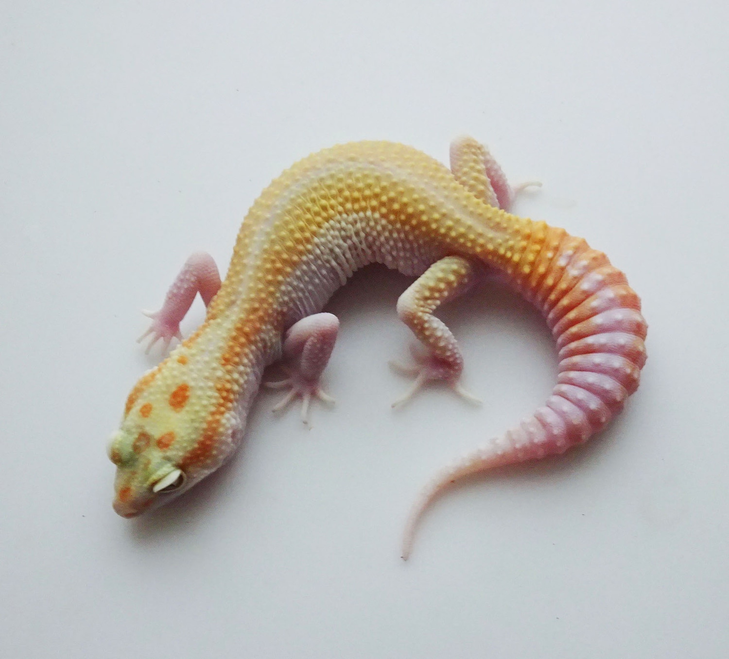 WY Tangerine Raptor Leopard Gecko by LM Geckos - MorphMarket