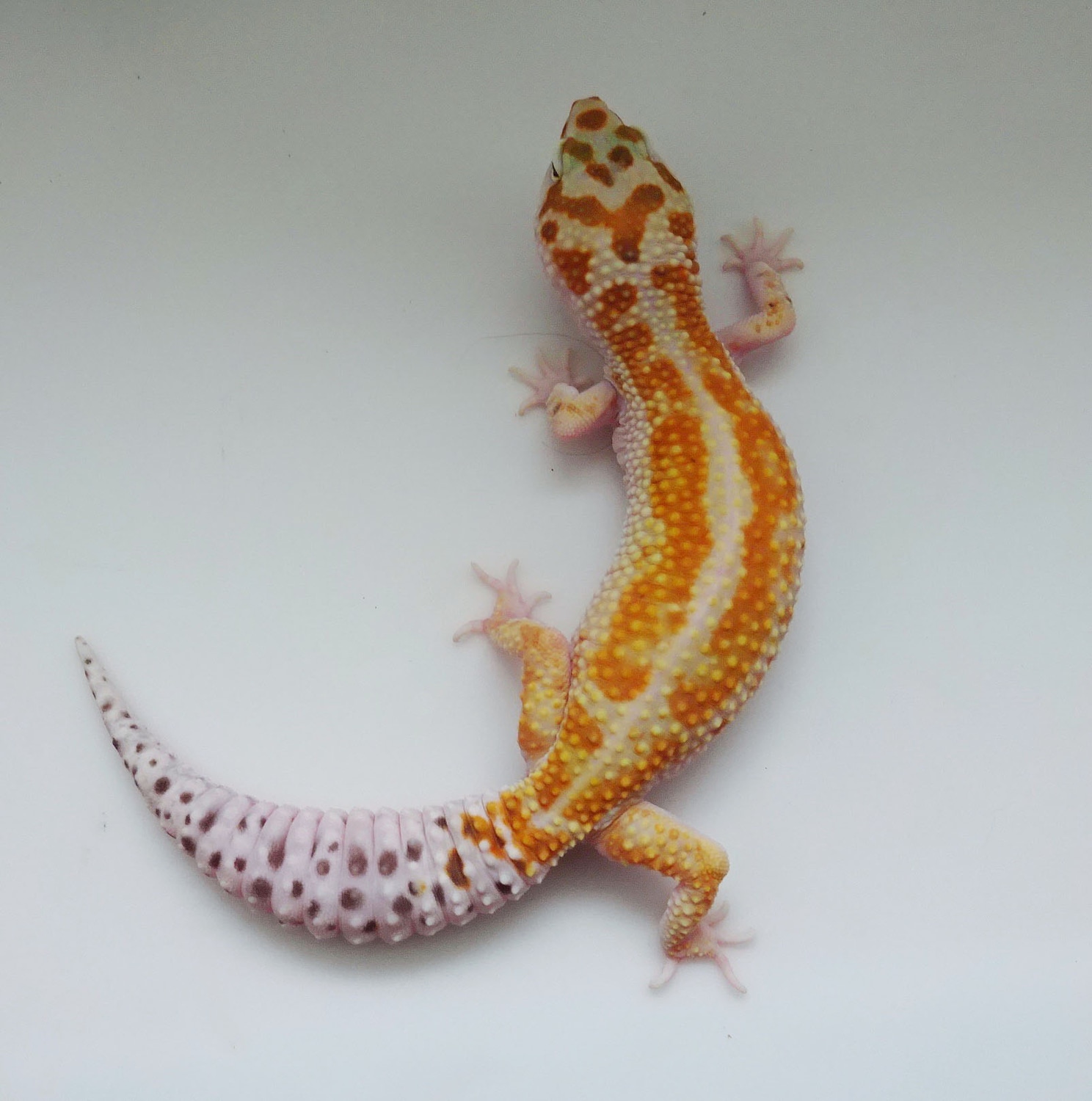 WY Red Stripe Het Tremper Leopard Gecko by LM Geckos - MorphMarket
