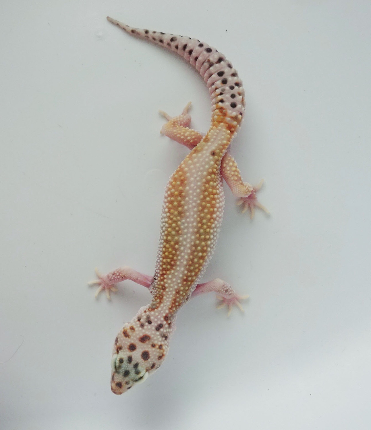 Red Stripe Het Rainwater Leopard Gecko by LM Geckos - MorphMarket