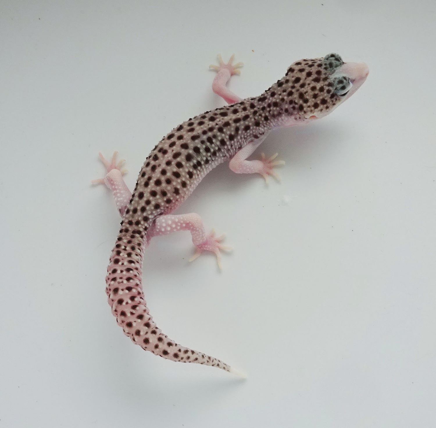 Galaxy Leopard Gecko by LM Geckos - MorphMarket