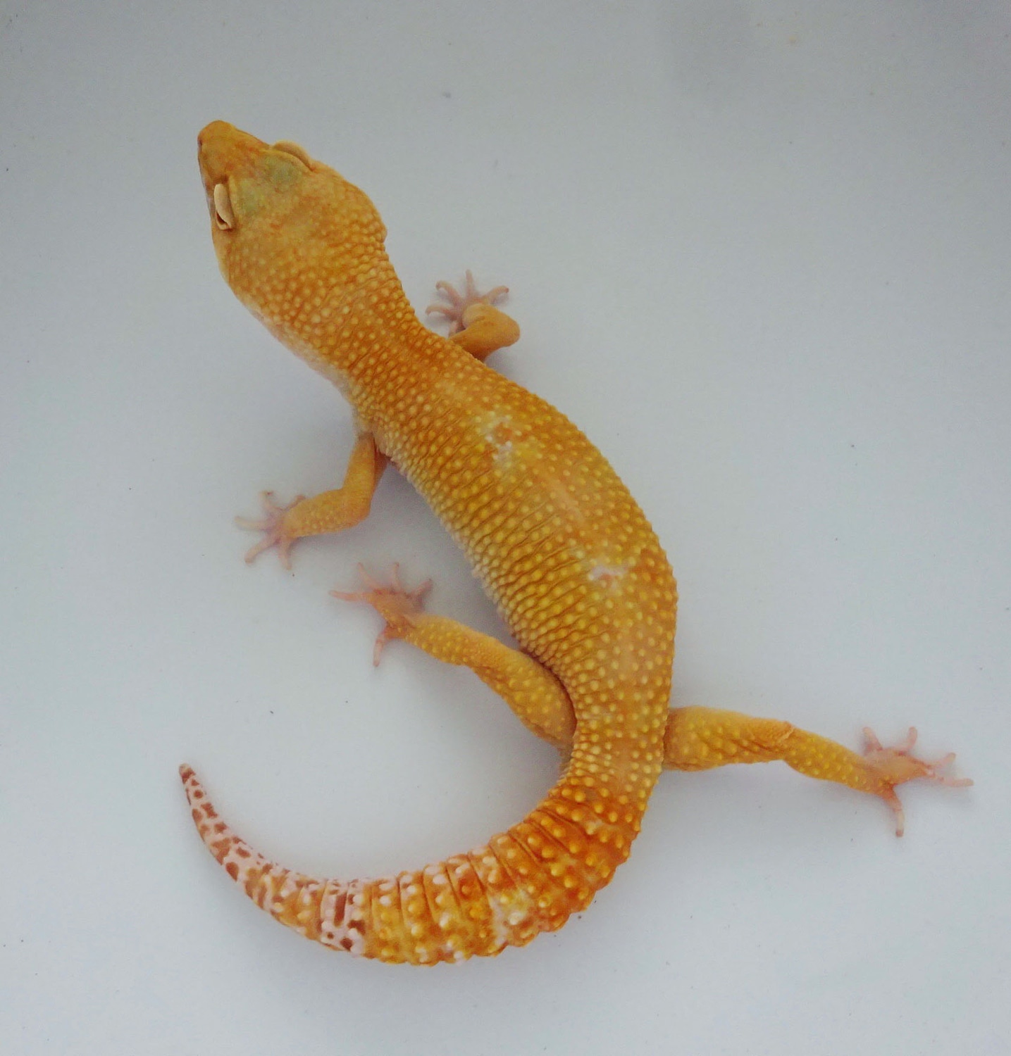 Blood Tremper Leopard Gecko by LM Geckos - MorphMarket