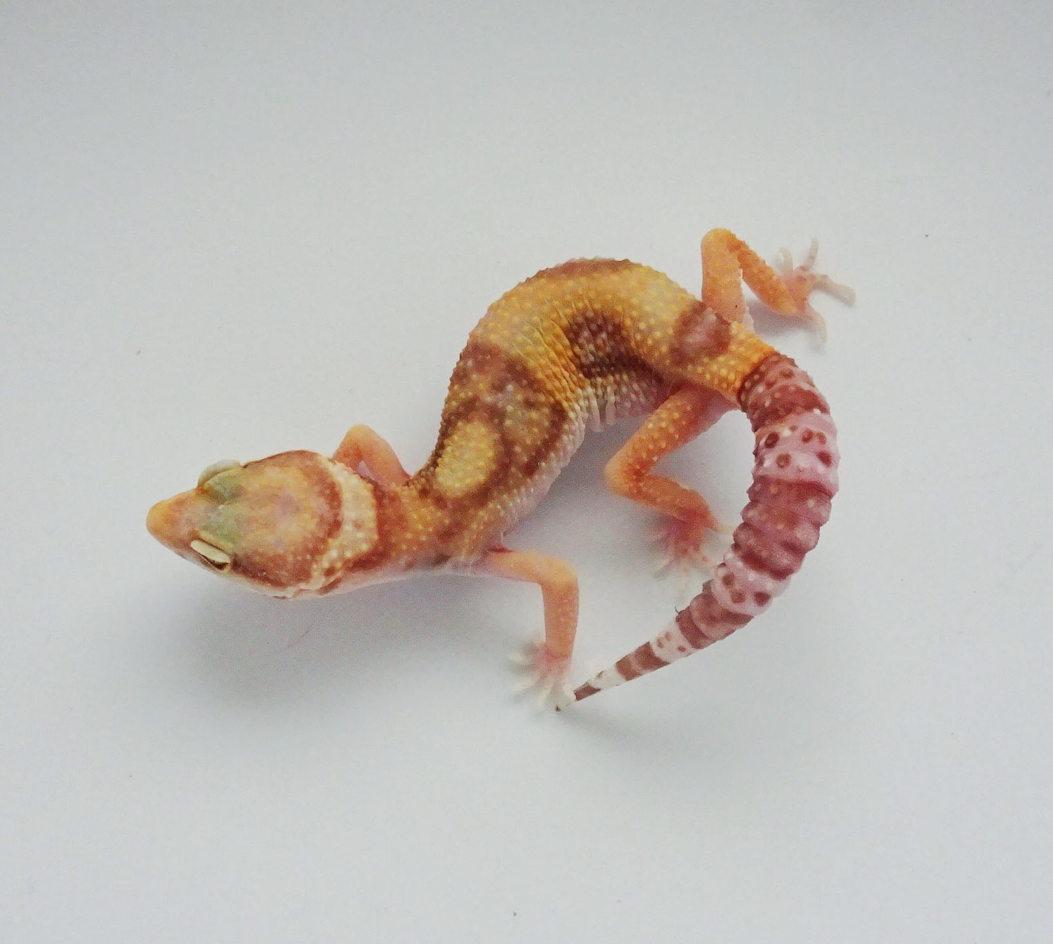 Tangerine Rainwater Leopard Gecko by LM Geckos - MorphMarket