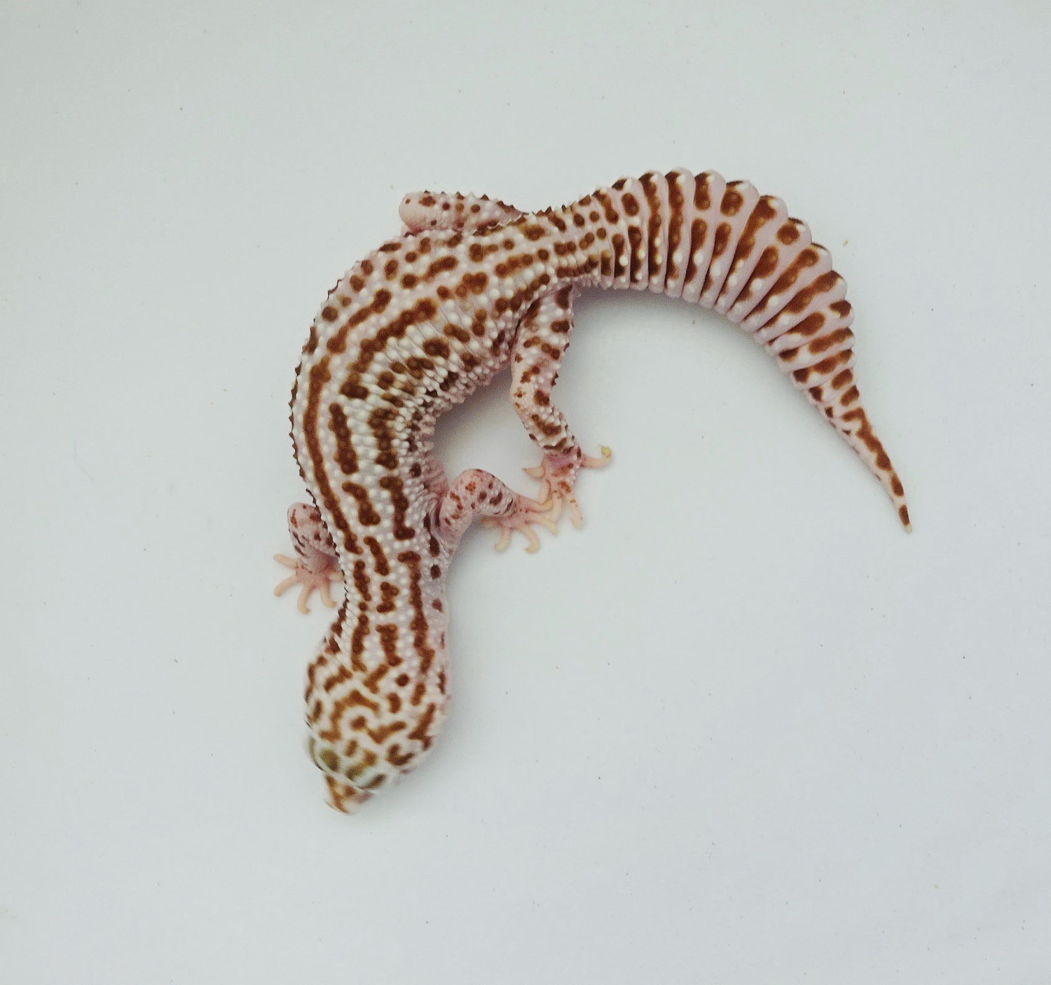 Super Snow Bell Leopard Gecko by LM Geckos - MorphMarket