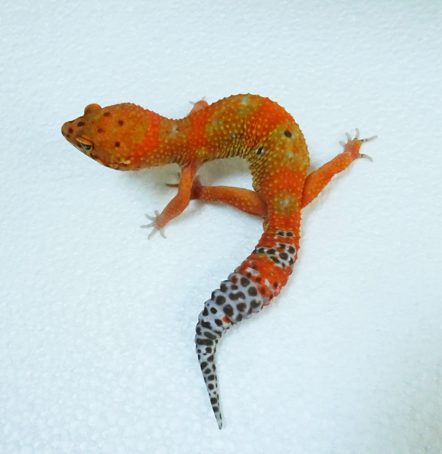 Inferno Tangerine Leopard Gecko by LM Geckos - MorphMarket