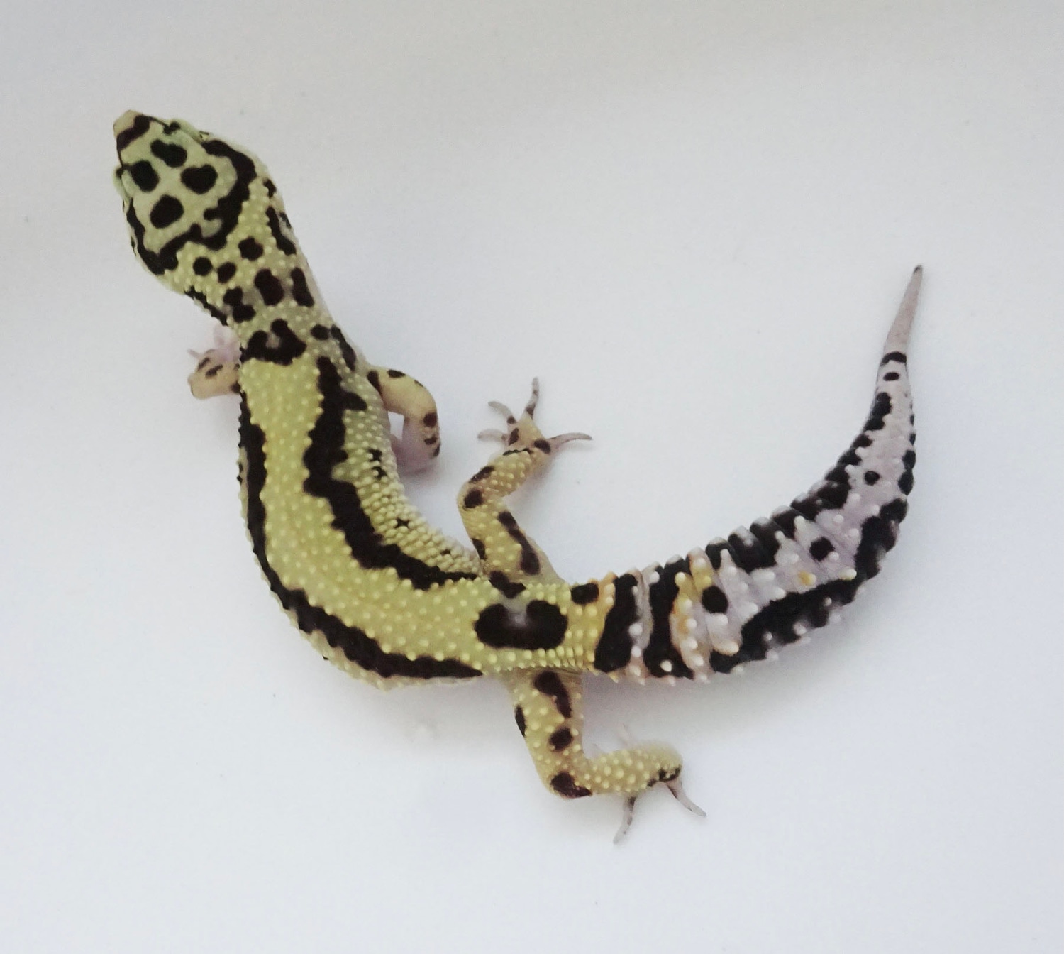 Bold Stripe Bandit Leopard Gecko by LM Geckos - MorphMarket