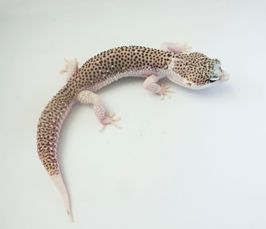 Pied Galaxy Leopard Gecko by LM Geckos