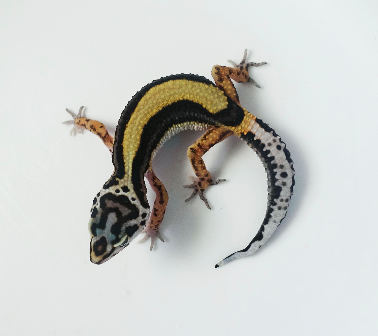 Bold Stripe Bandit Leopard Gecko by LM Geckos - MorphMarket