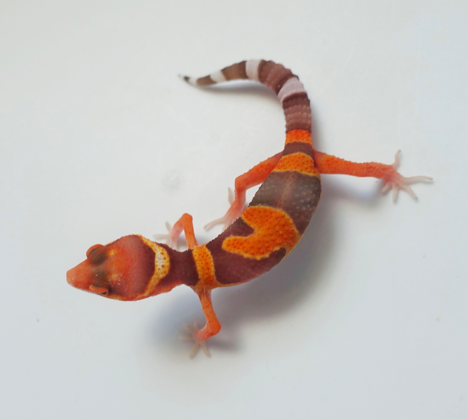 Firewater Leopard Gecko by LM Geckos - MorphMarket