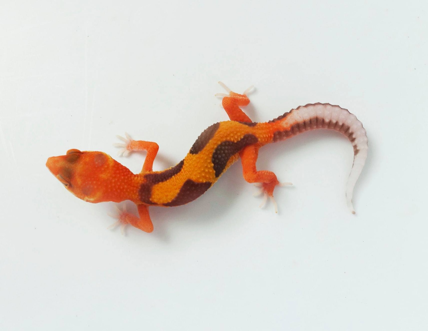 Firewater Leopard Gecko by LM Geckos - MorphMarket