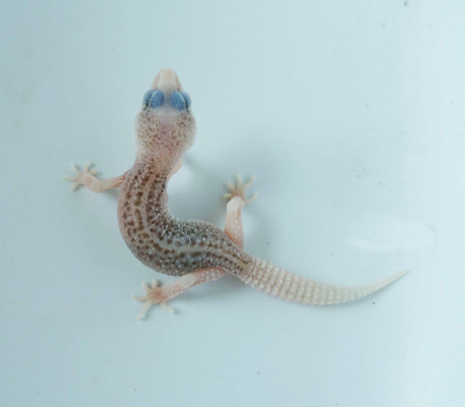 Pied Galaxy Leopard Gecko by LM Geckos - MorphMarket