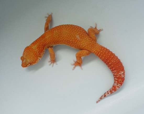 Blood Bell Sunglow Leopard Gecko by LM Geckos