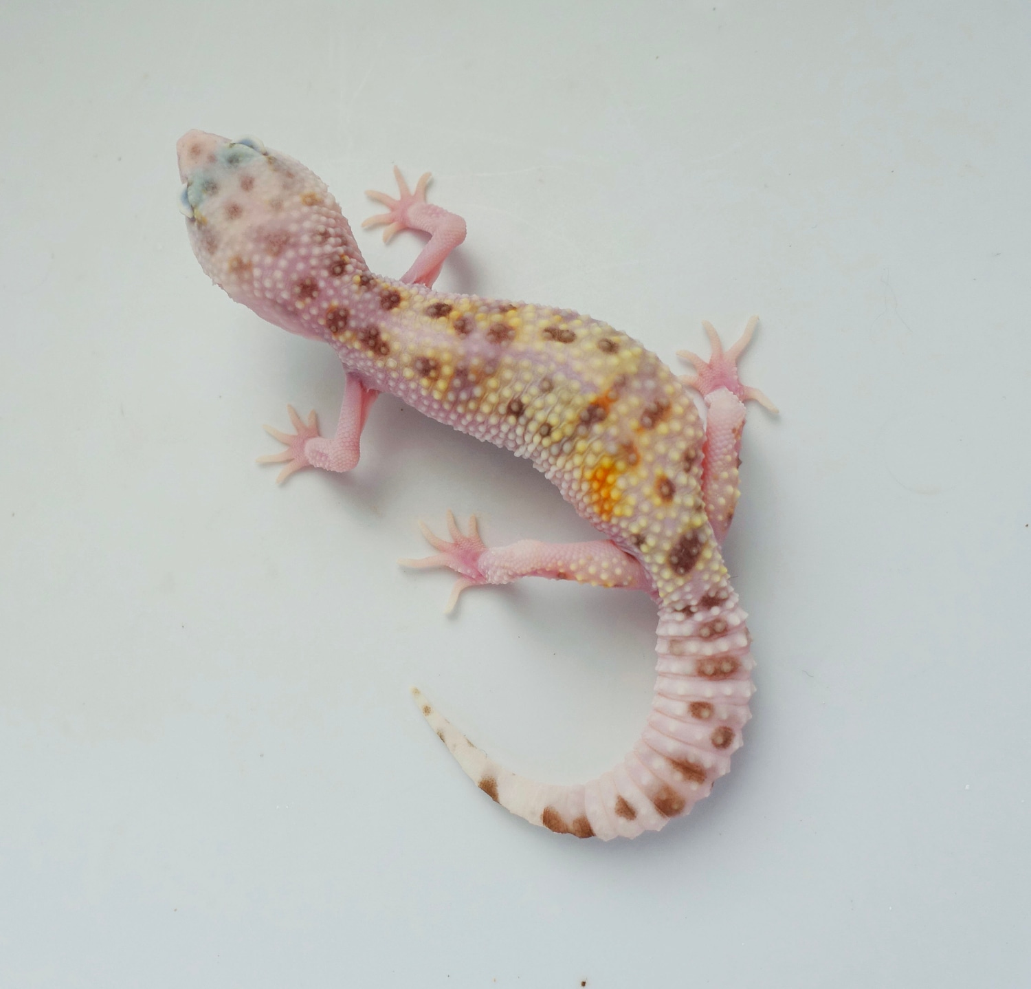WY Mack Snow Bell Albino Leopard Gecko by LM Geckos - MorphMarket