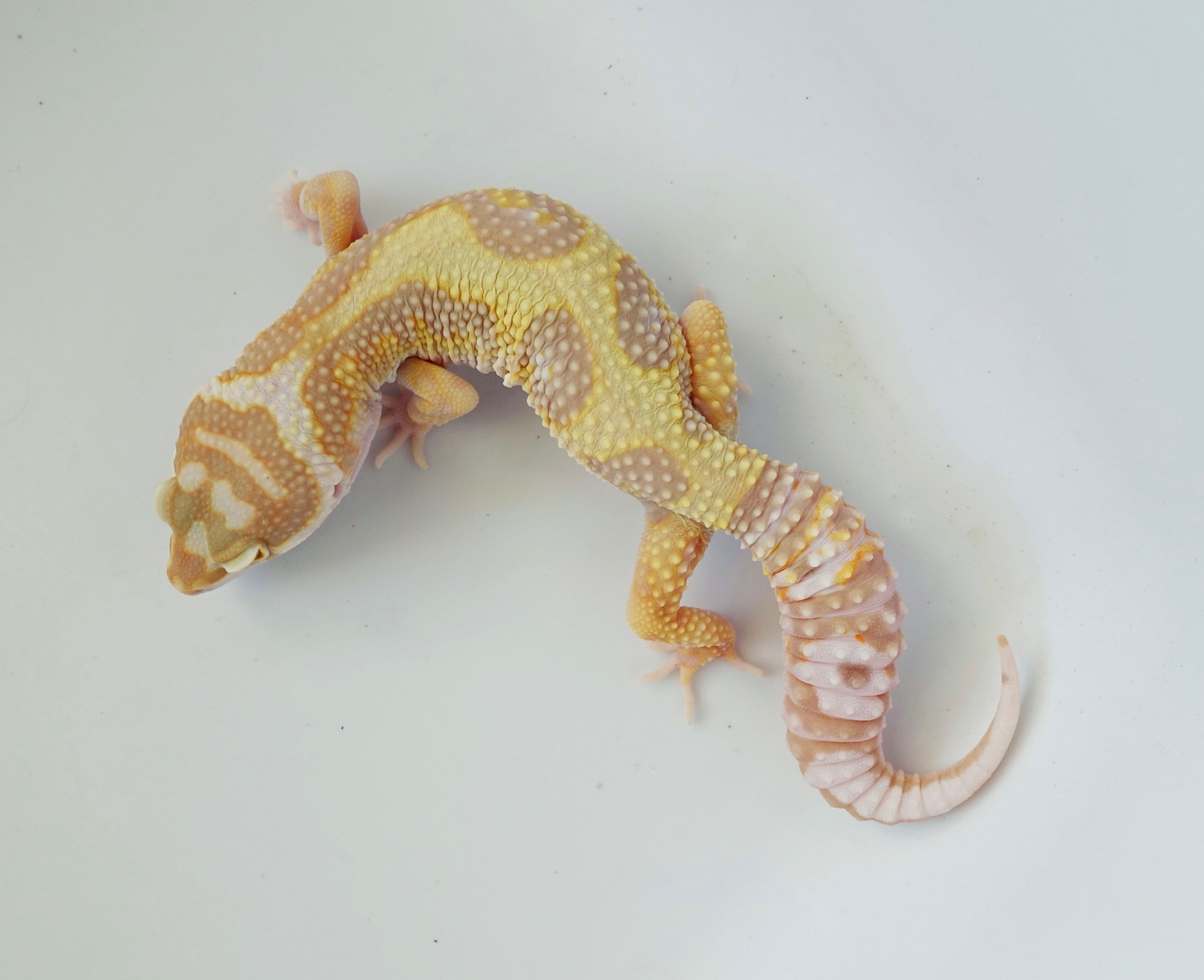 Bold Bandit Tremper Leopard Gecko by LM Geckos - MorphMarket