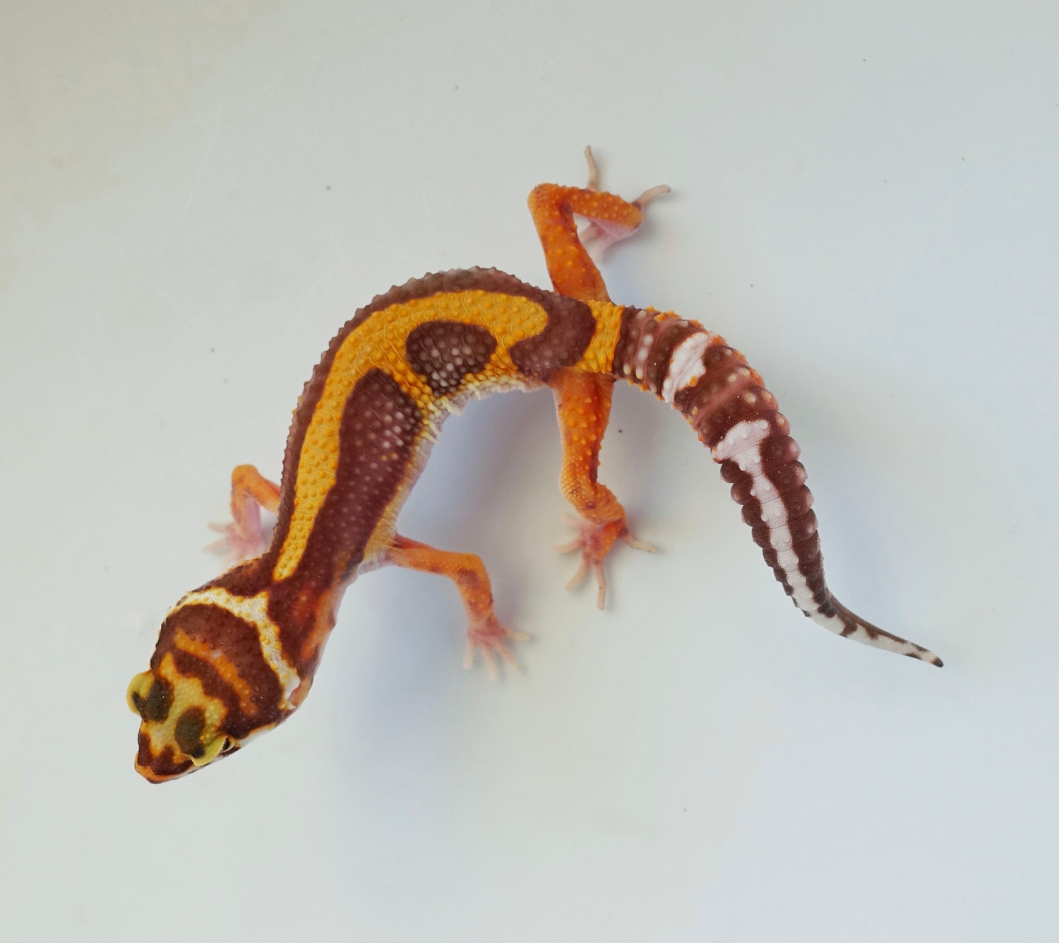 Tangerine Bold Bandit Tremper Leopard Gecko by LM Geckos - MorphMarket