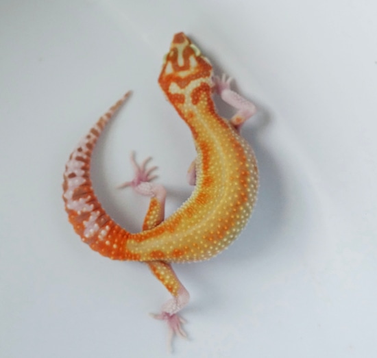 WY Tang Raptor Leopard Gecko by LM Geckos