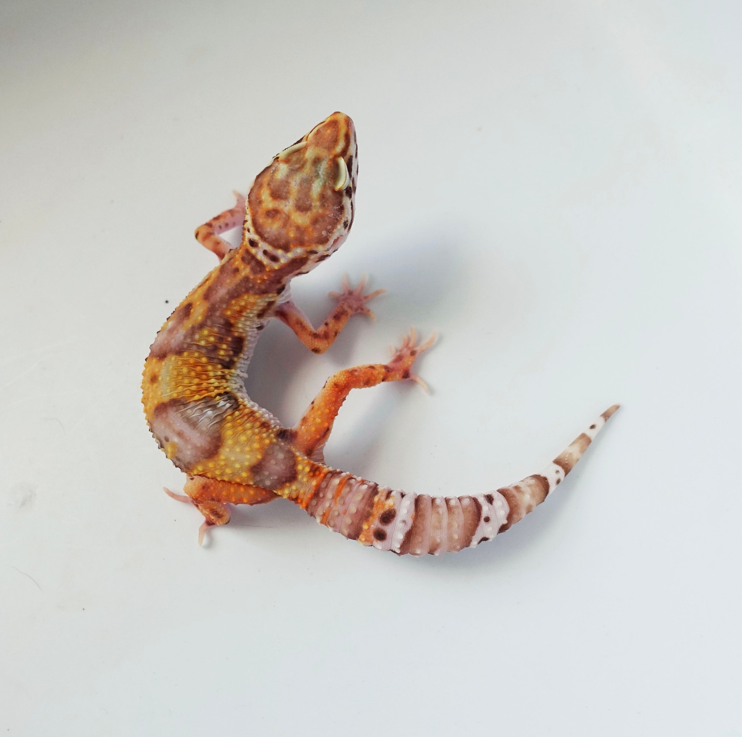 Lavender Bell Albino Leopard Gecko by LM Geckos - MorphMarket
