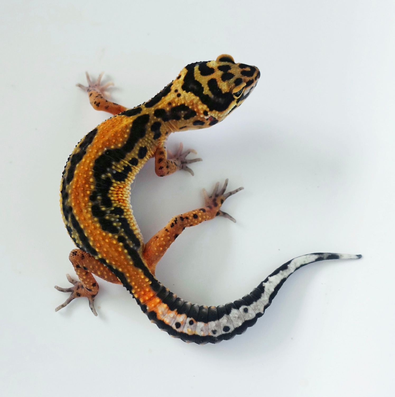 Firebold Leopard Gecko by LM Geckos - MorphMarket