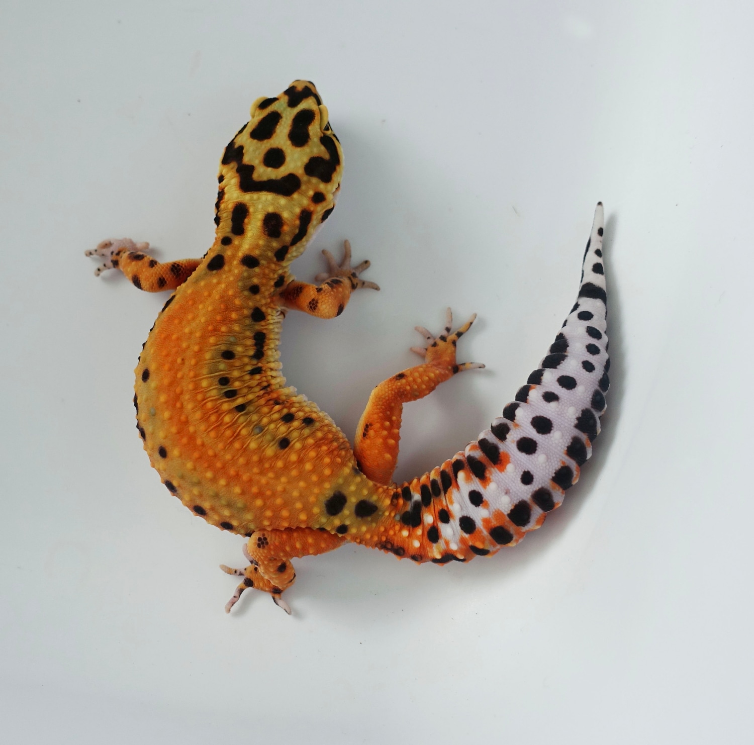 Clown G Project Female Leopard Gecko by LM Geckos - MorphMarket
