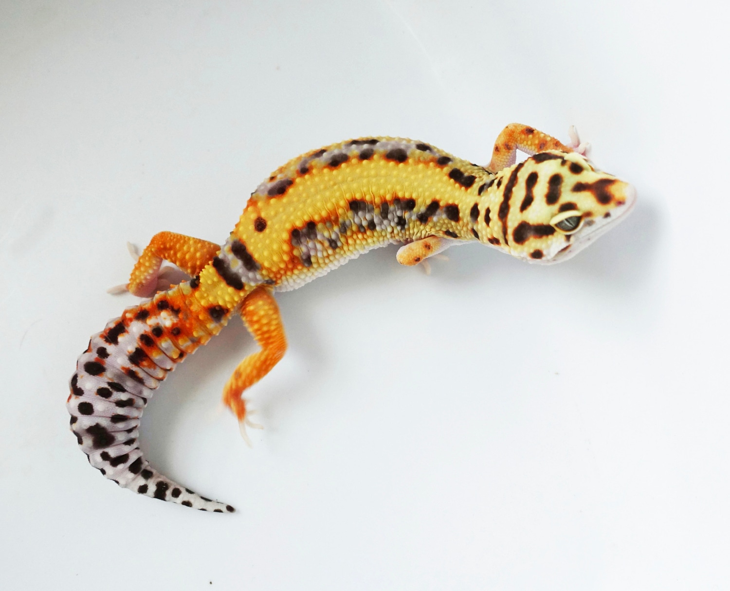WY Tangerine Bold Bandit Female Leopard Gecko by LM Geckos - MorphMarket