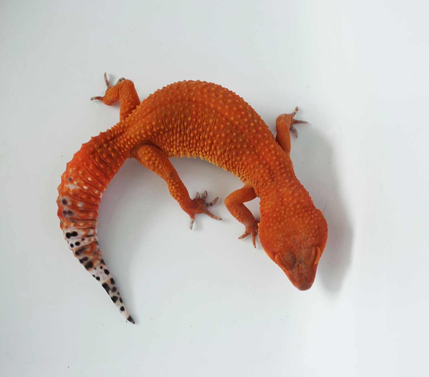 MT Blood Tremper Leopard Gecko by LM Geckos - MorphMarket