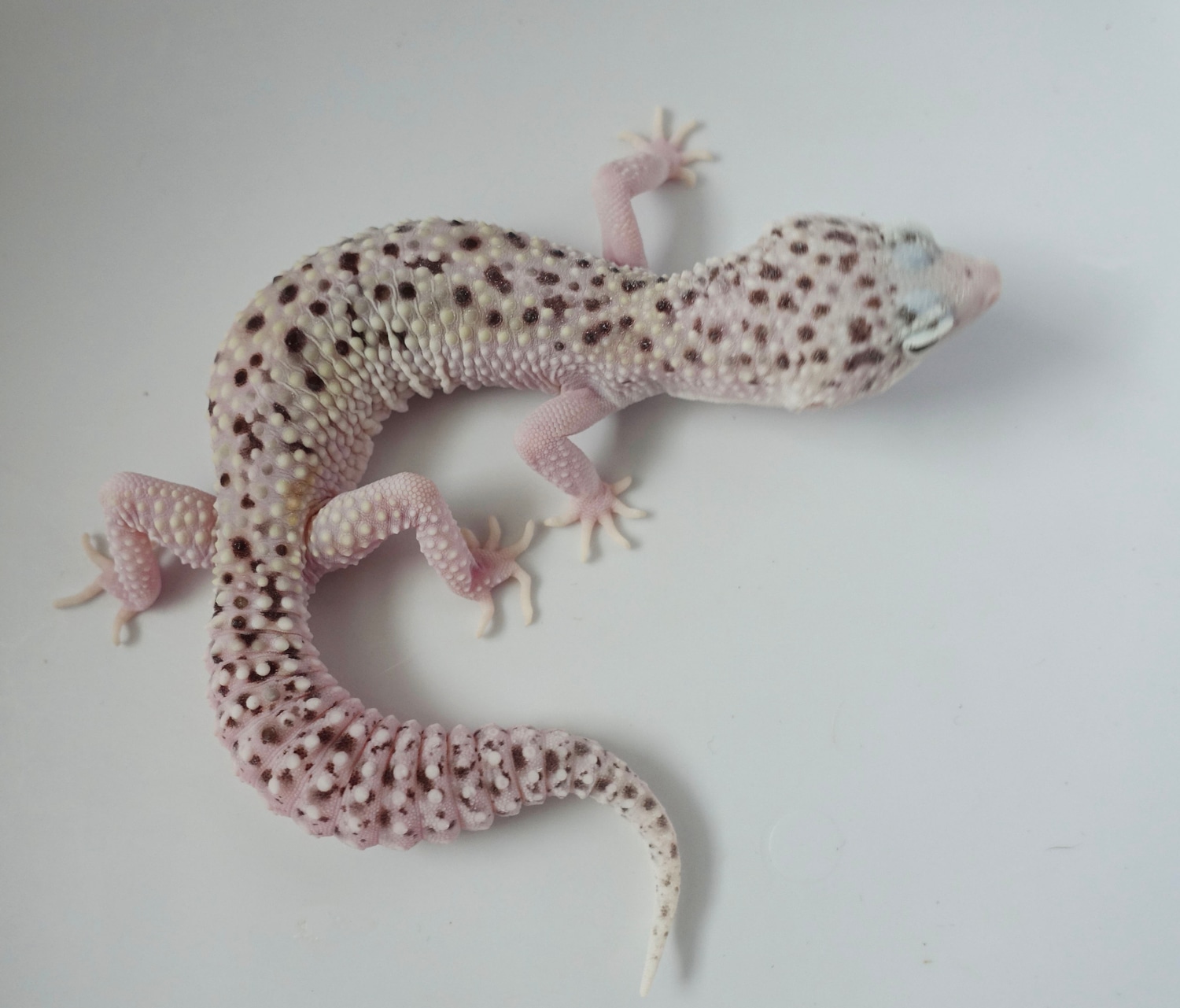 WY Mack Snow Eclipse Leopard Gecko by LM Geckos - MorphMarket
