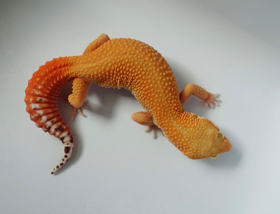 Tangerine Radar Leopard Gecko by LM Geckos