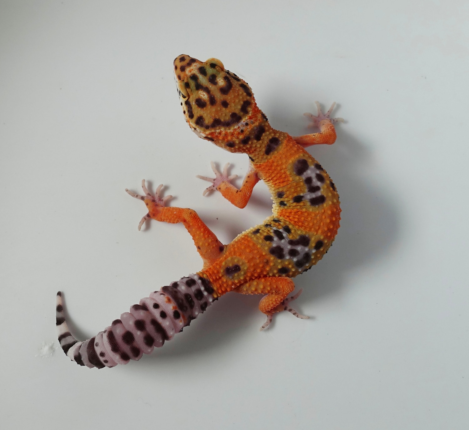 Clown G Project Tangerine Leopard Gecko by LM Geckos - MorphMarket