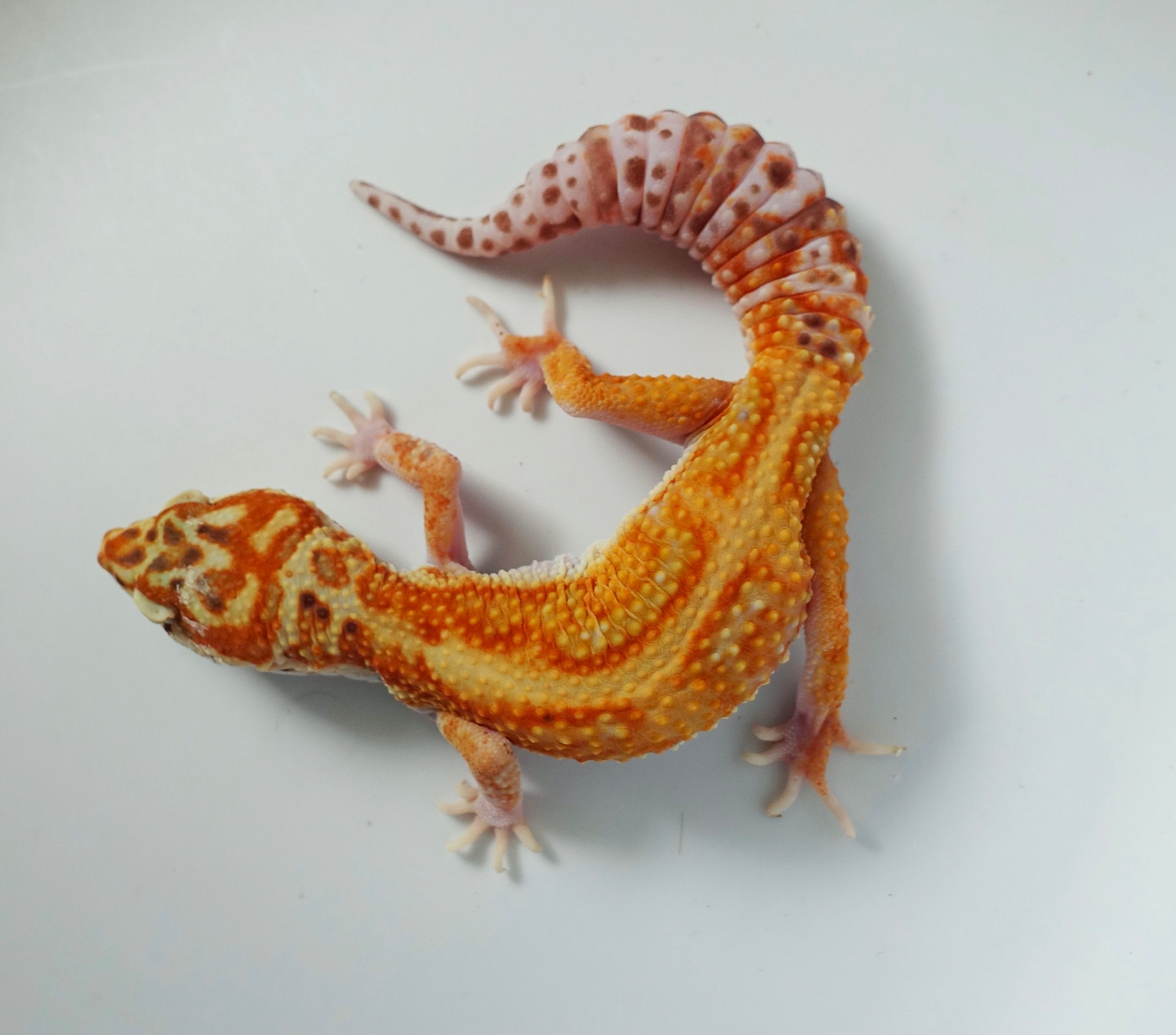 WY Afghan Tangerine Bell Albino Leopard Gecko by LM Geckos - MorphMarket