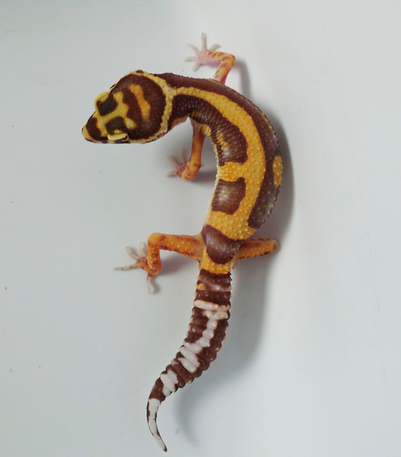 Tangerine Bold Stripe Bandit Tremper Leopard Gecko by LM Geckos ...