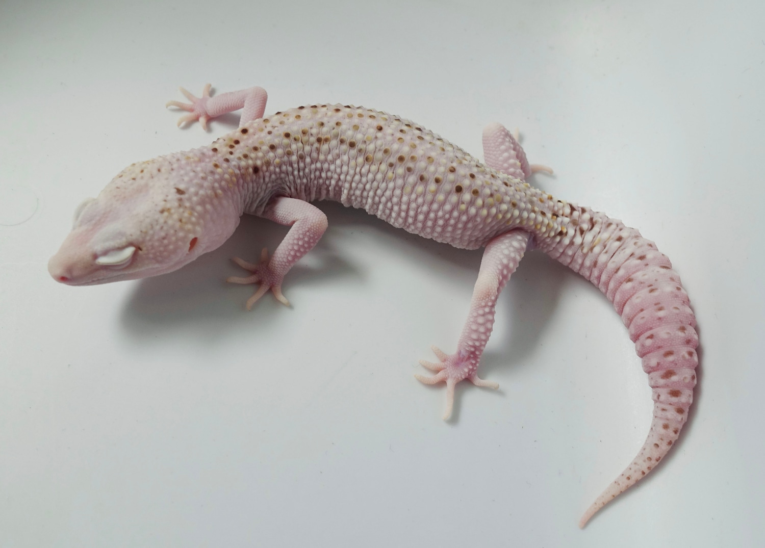 WY Gem Snow Radar Leopard Gecko by LM Geckos - MorphMarket