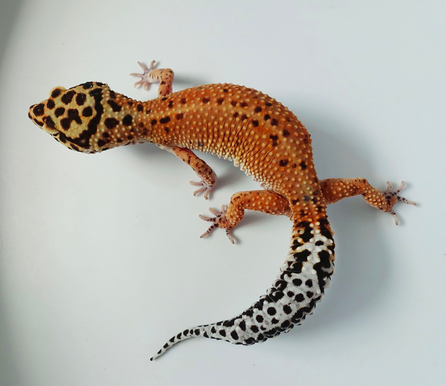 Clown G Project Cross Leopard Gecko by LM Geckos - MorphMarket
