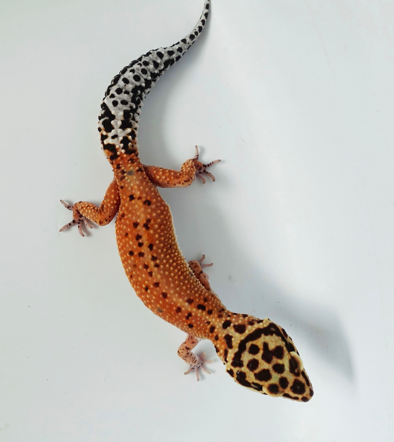 Clown G Project Cross Leopard Gecko by LM Geckos - MorphMarket