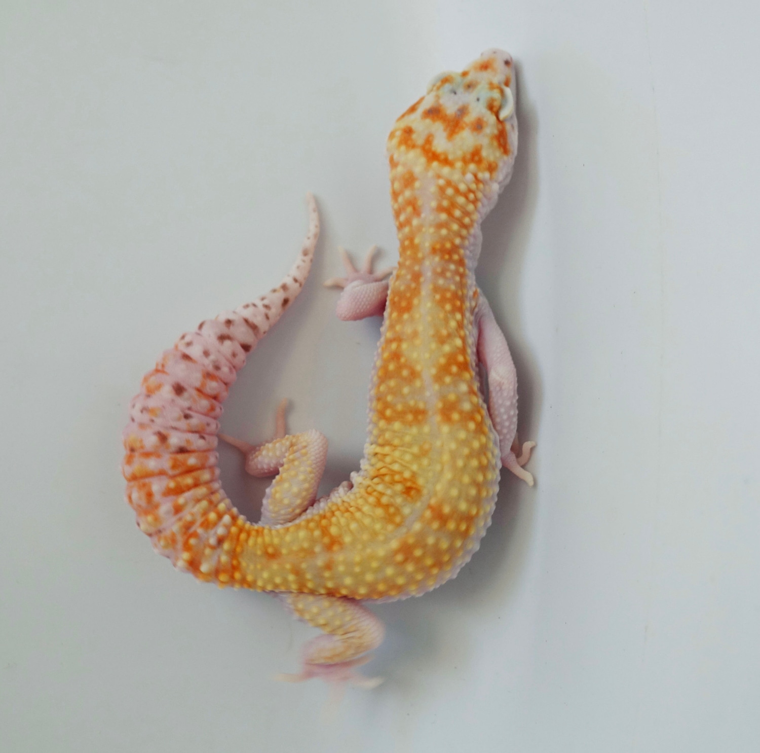 WY Tangerine Radar Leopard Gecko by LM Geckos - MorphMarket